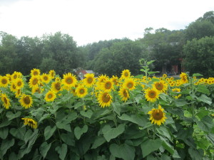 “The Great Turning” – Patricia Wild